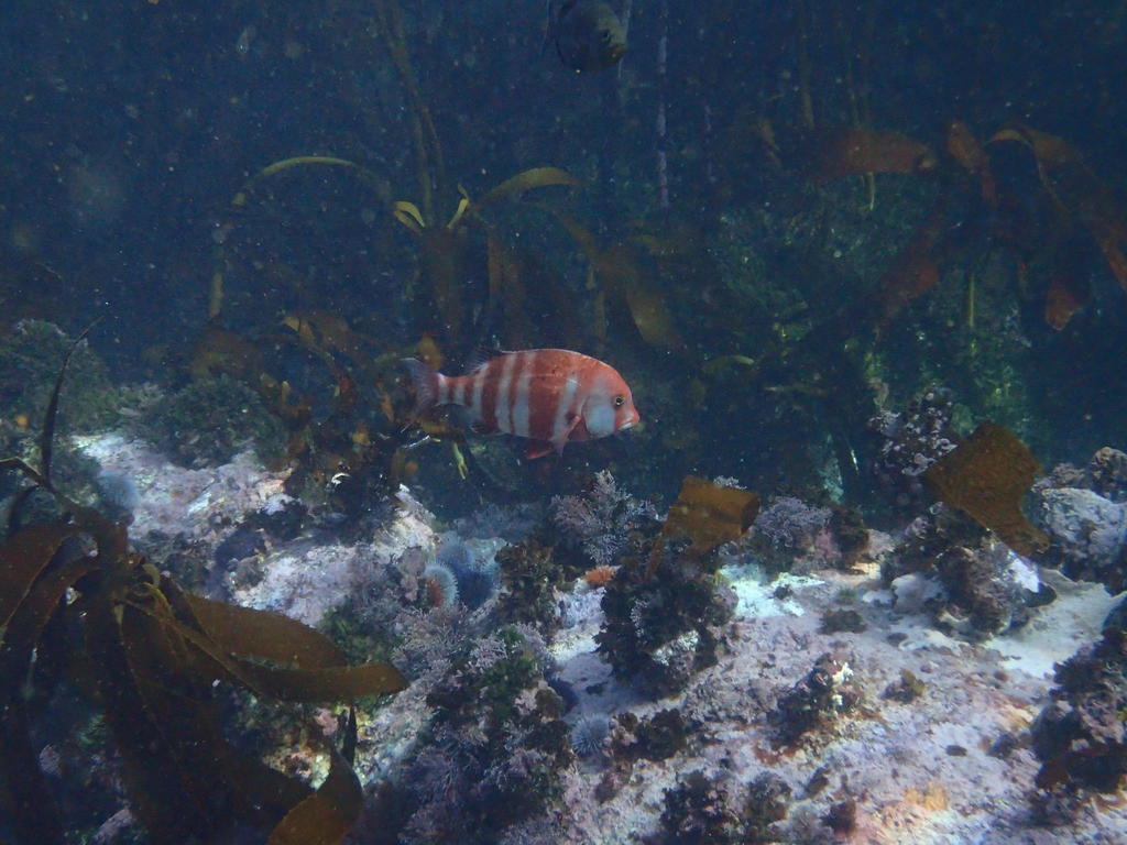 Red Stumpnose (Chrysoblephus gibbiceps) - Marine Life Identification