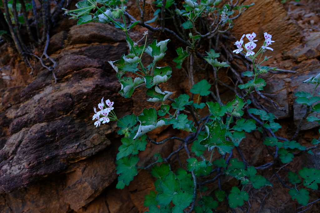 cactus geranium from ar5 on August 20, 2021 at 04:00 PM by Nick Helme ...