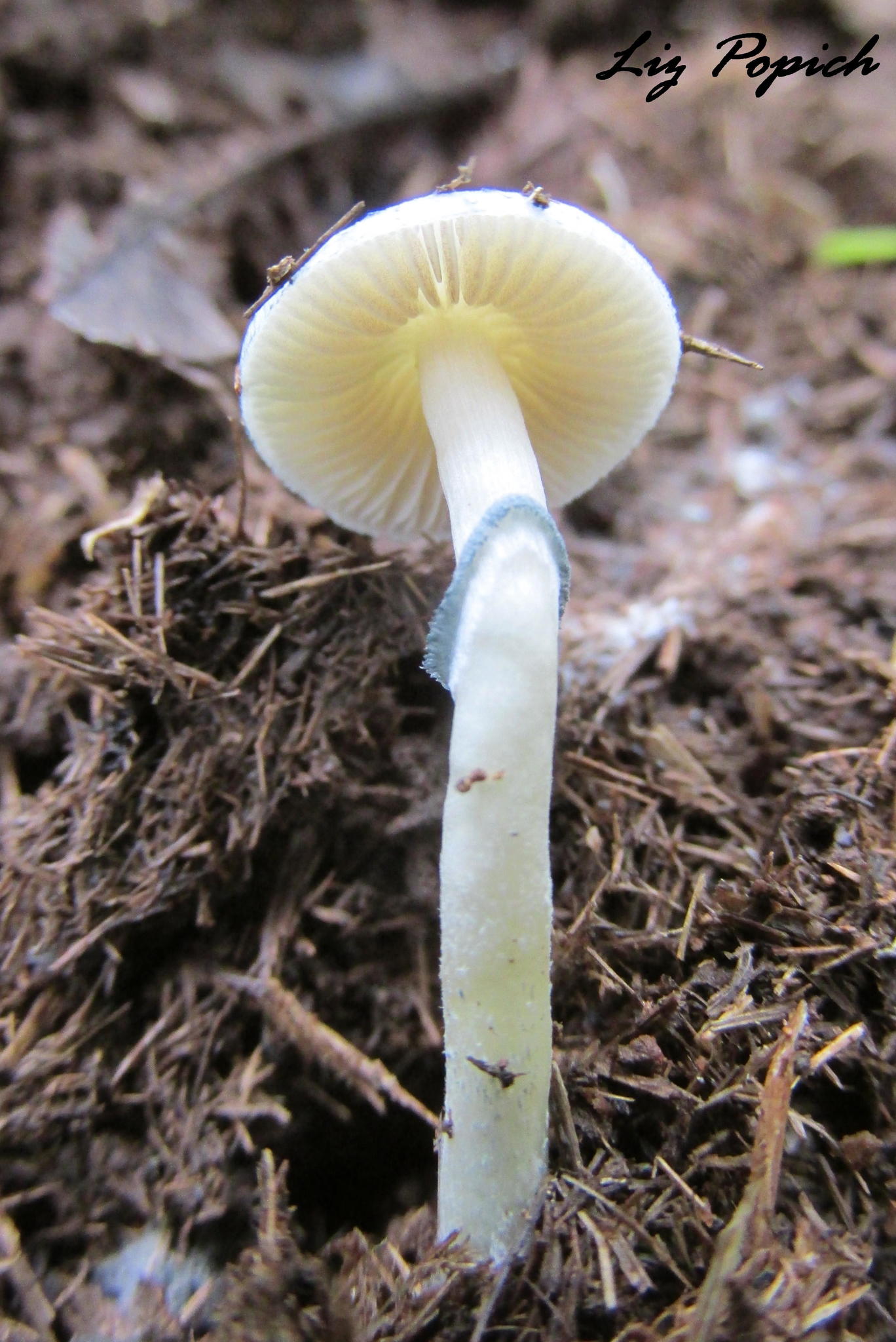Psilocybe natalensis Gartz, D.A.Reid, M.T.Sm. & Eicker