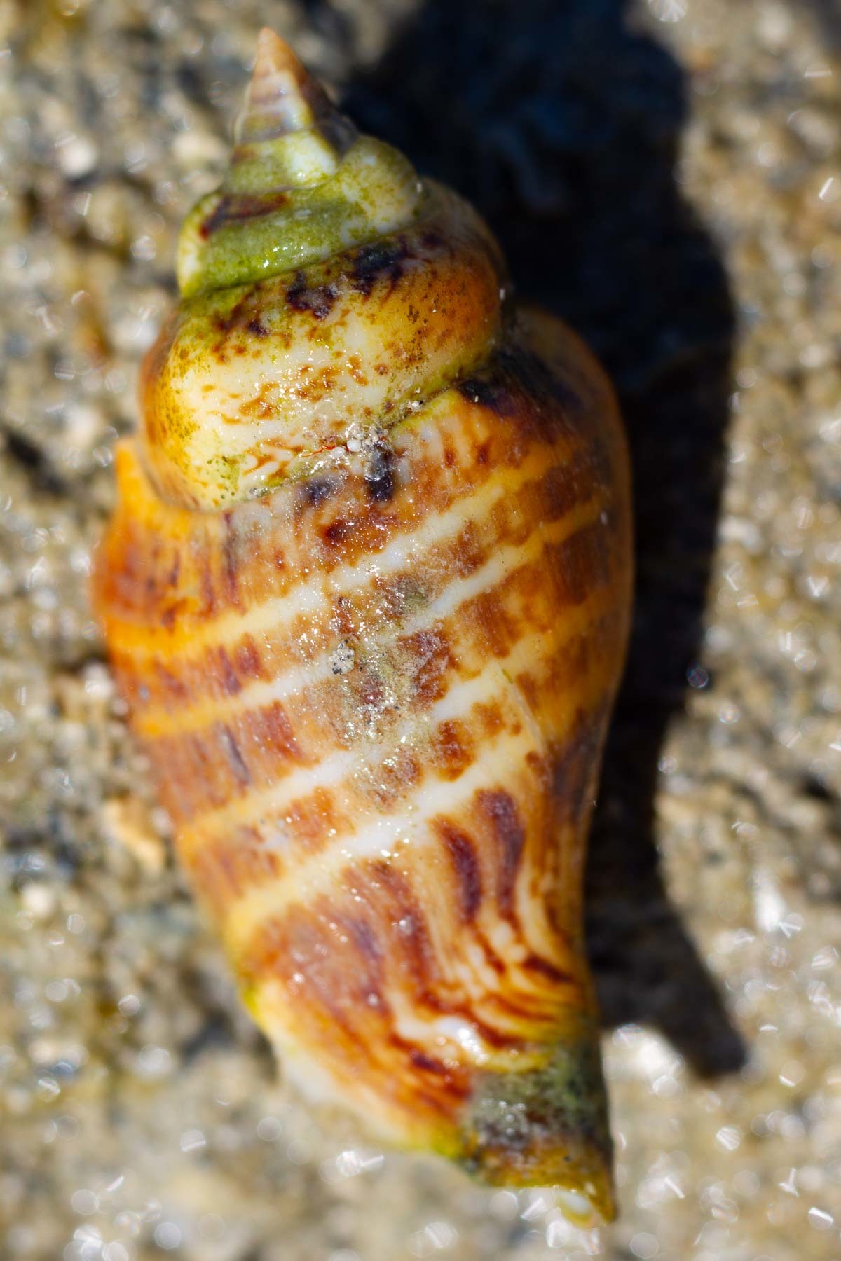 Gibberulus gibberulus (Linnaeus, 1758)