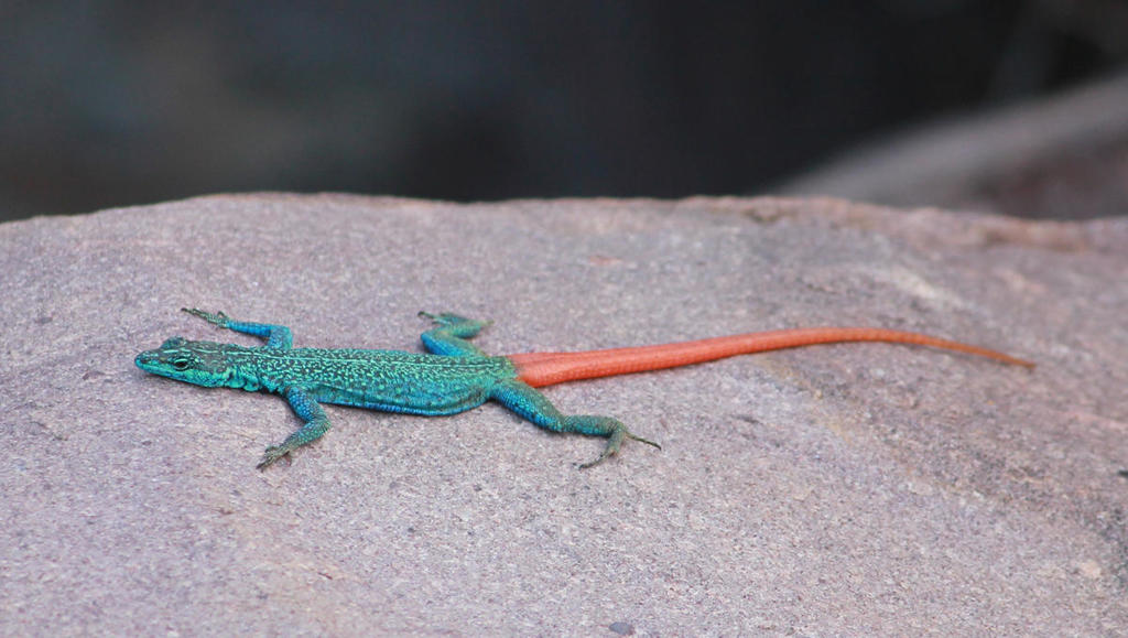 Soutpansberg Flat Lizard from Medike Mountain Sanctuary on November 14 ...