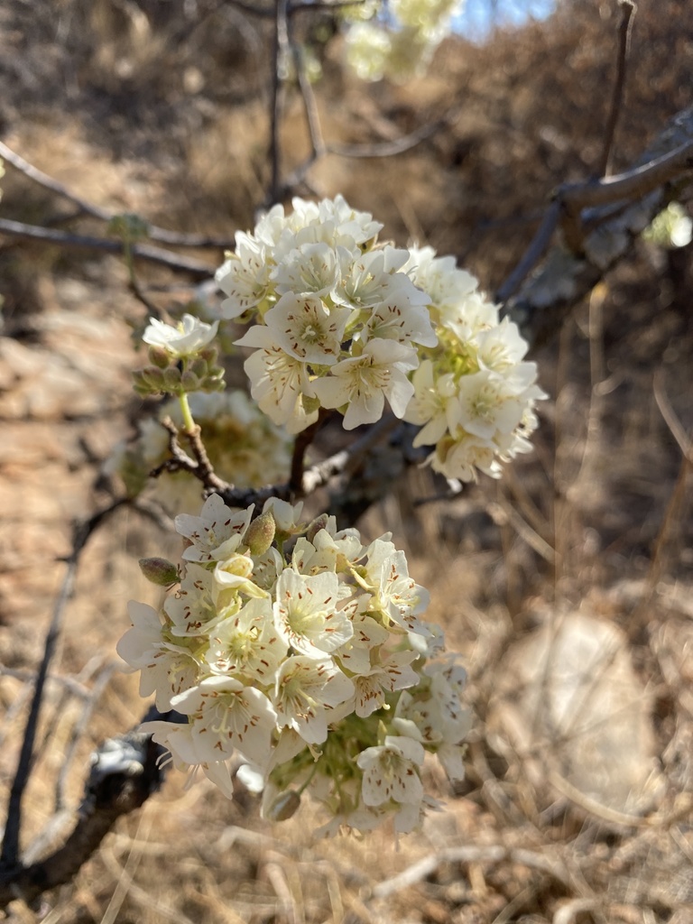 South African Wild Pear from Wonderboom Lapa Road, Pretoria, GP, ZA on ...
