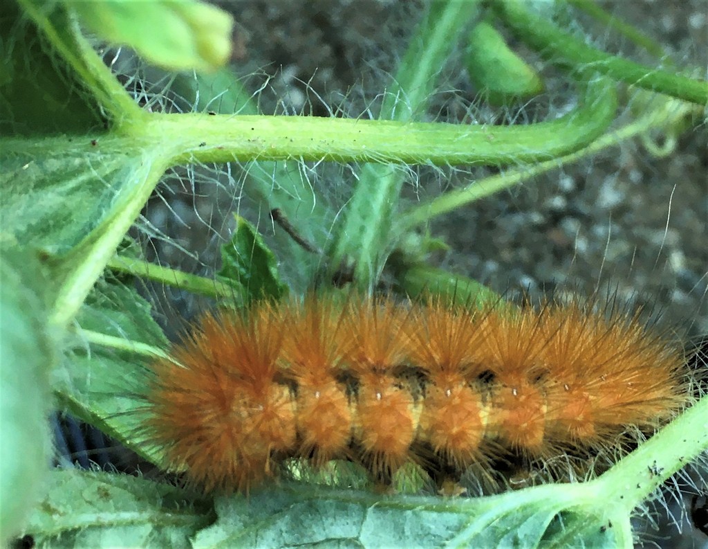 Virginian Tiger Moth from Dunbridge, OH 43402, USA on September 08 ...