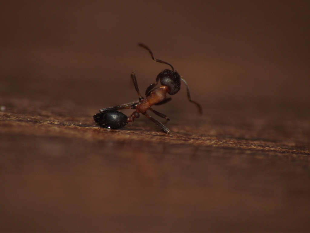 Monomorium indicum (Ant Species in Hawaii) · iNaturalist