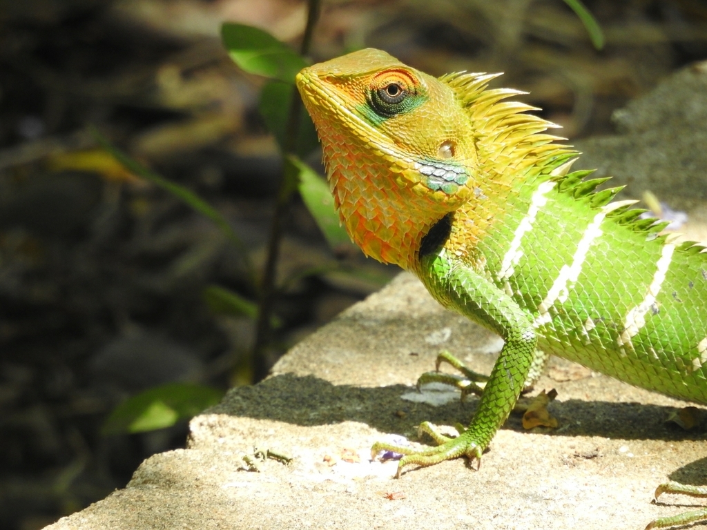Common Green Forest Lizard (Calotes calotes) - Snakes and Lizards