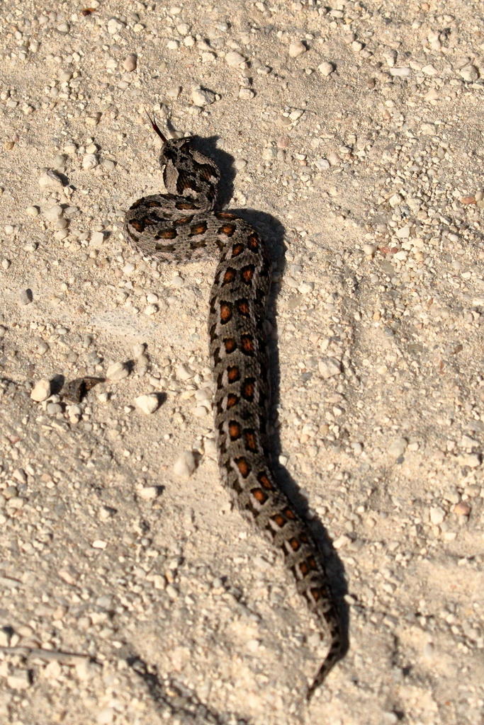 Southern Adder in October 2015 by Stuart Shearer. Dwarf adder · iNaturalist