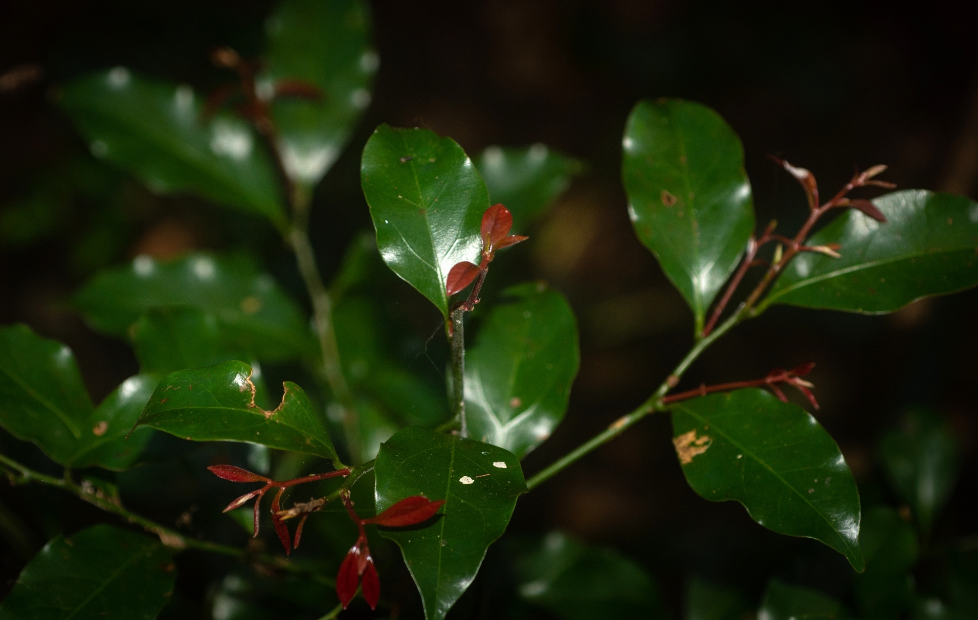 Cryptocarya bidwillii Meisn.
