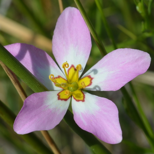 marsh pink (Plants of Jekyll Island, GA) · iNaturalist