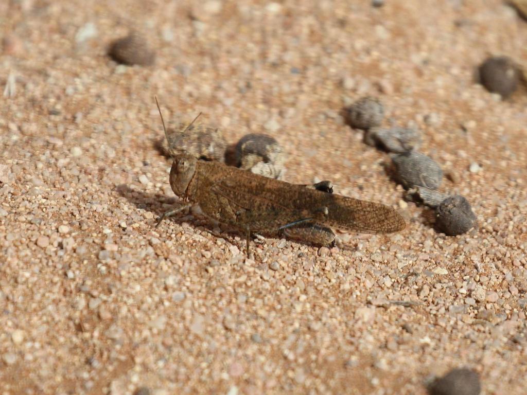 Scintharista magnifica from D826, Sesriem on March 31, 2015 by Alex ...