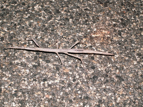 Paronchestus pasimachus · iNaturalist Ecuador