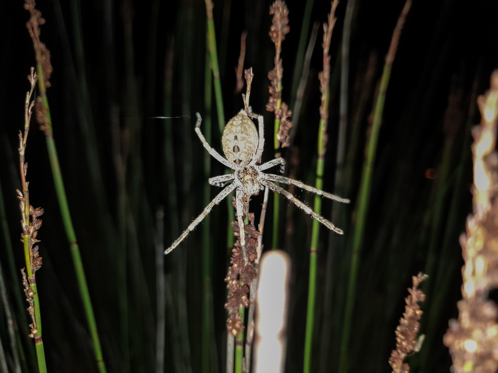 Parapalystes lycosinus from Milnerton Racecourse Nature Reserve on ...