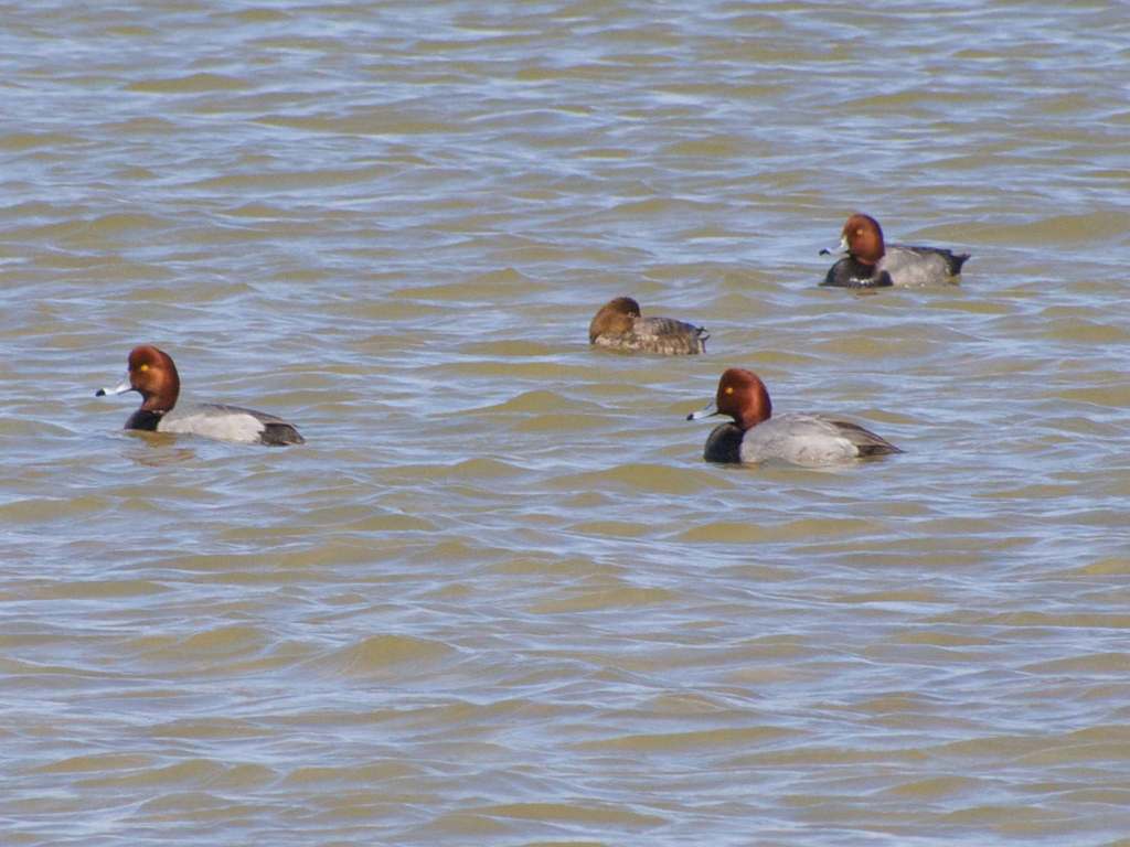 Redhead from Padre Island National Seashore, TX on February 19, 2015 by ...