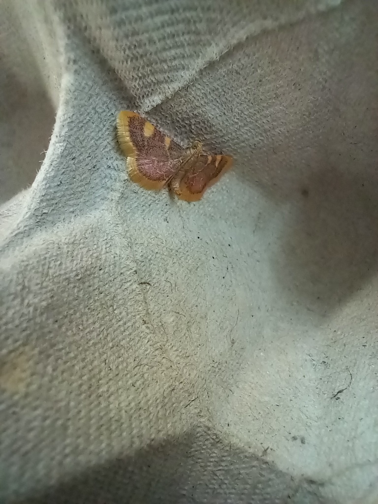 Clover Hayworm Moth from Rua Professor José Sebastião e Silva on ...