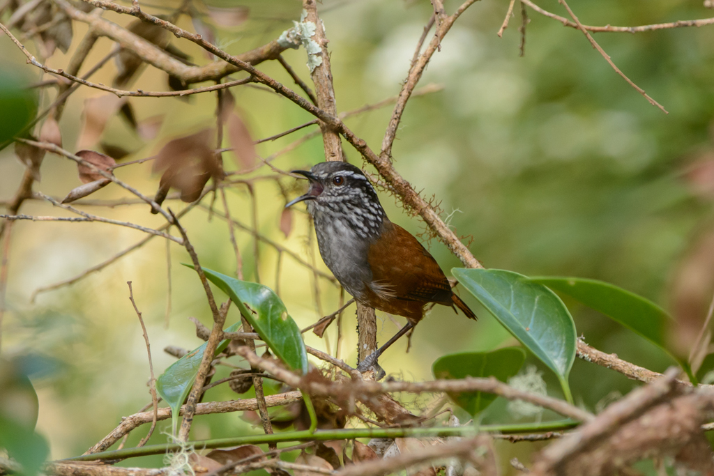 Cucarachero Pechigrís (Guía de Aves de la finca Manas Viejas, Cachipay ...
