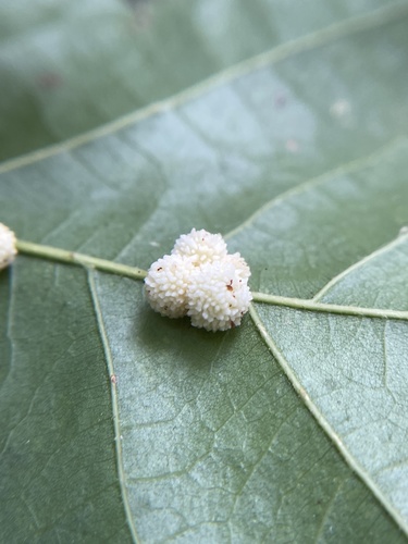 Andricus rugatus · iNaturalist