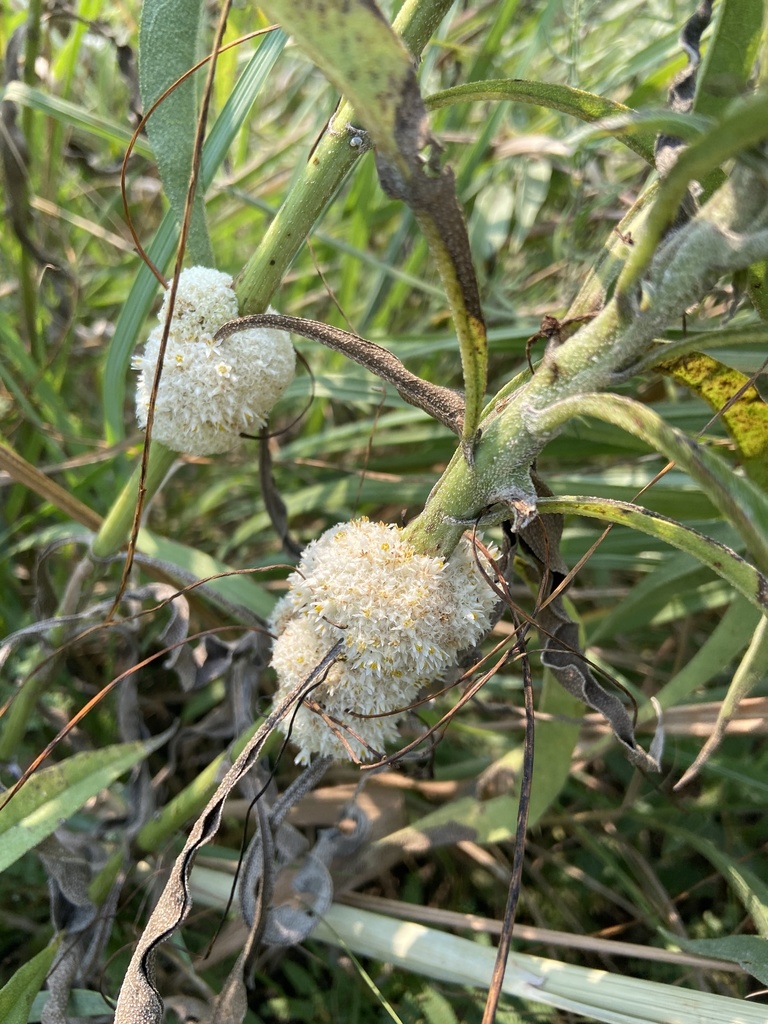Rope Dodder from Greenville, TX, US on September 11, 2021 at 06:43 AM ...