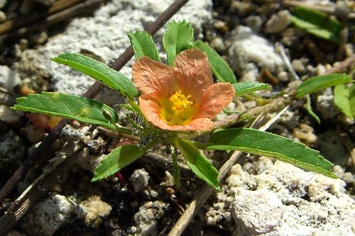 bracted fanpetals (Nash Prairie Plants List) · iNaturalist