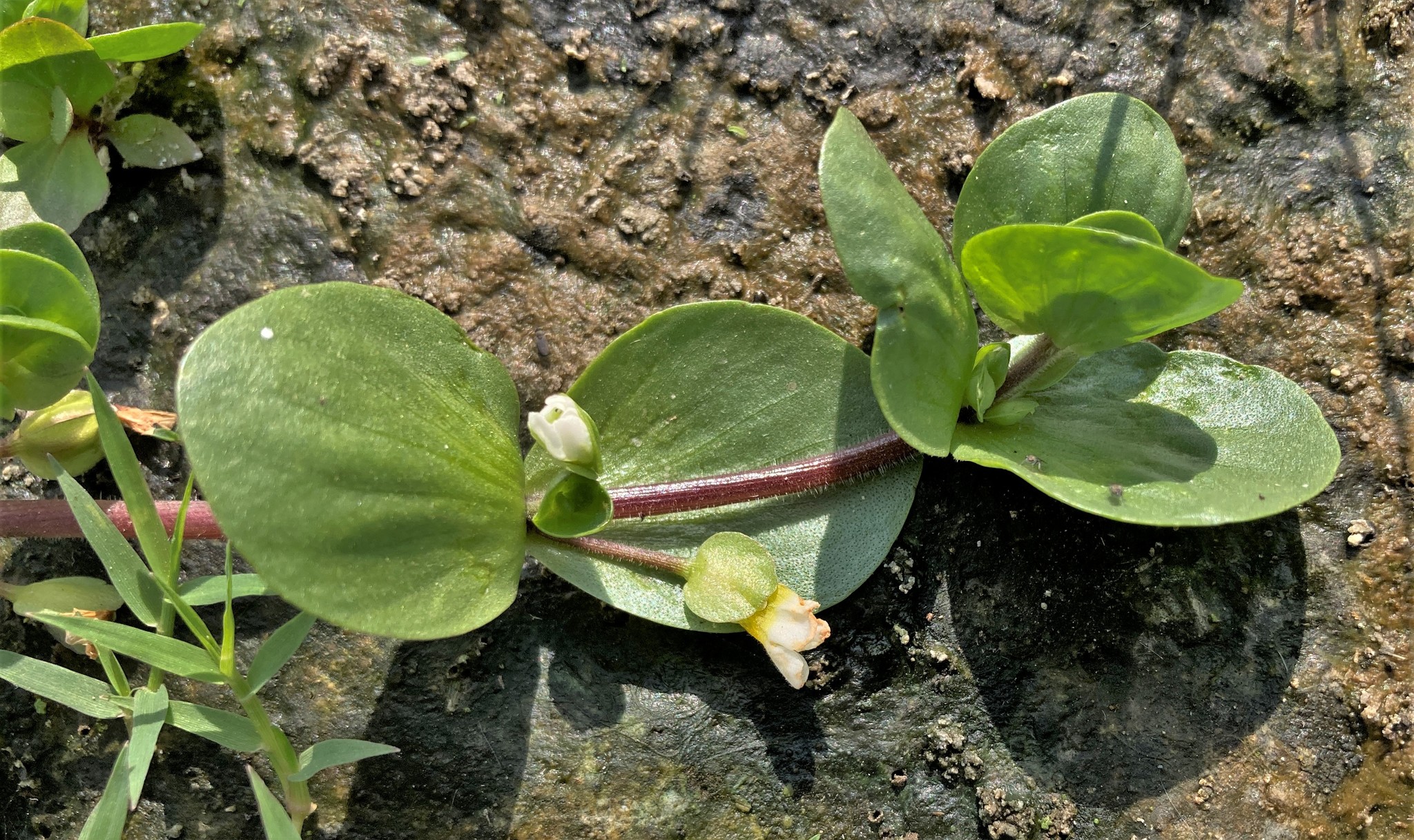 Bacopa Rotundifolia