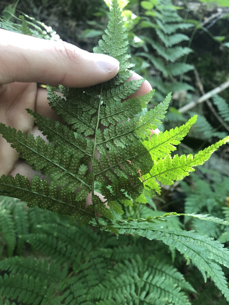 intermediate wood fern from Vernon Rockville, CT, US on September 11 ...