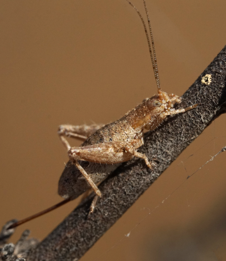 Hairy Scale-cricket from Zvërnec, Albania on August 28, 2021 at 02:16 ...