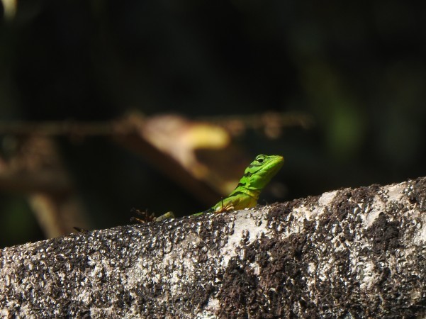 Green Thornytail Iguana from Montsinéry-Tonnégrande, French Guiana on ...