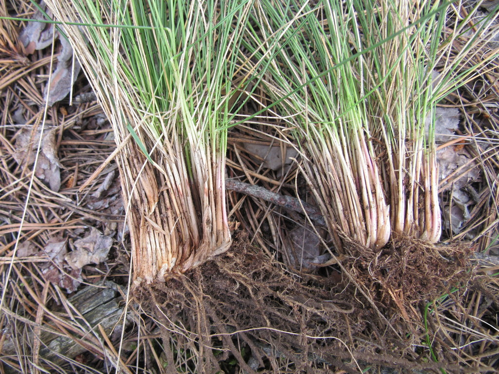 Matgrass (Nardus stricta) - Botanical Realm