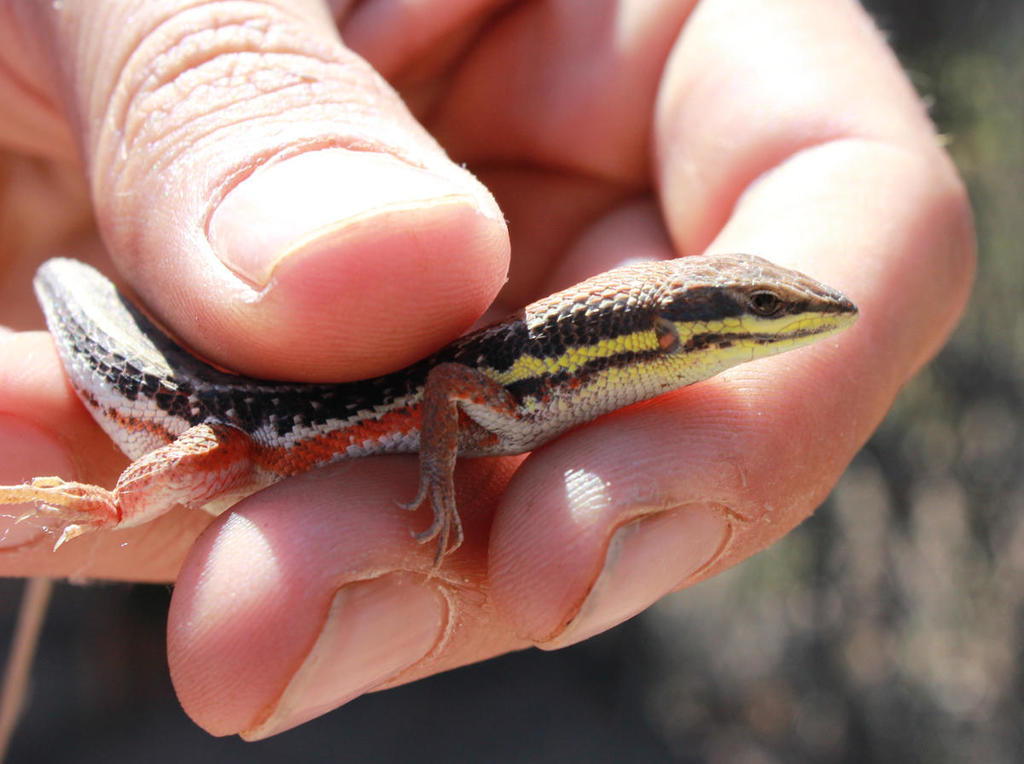 Cape Rough-scaled Lizard from Masebe Nature Reserve on November 26 ...