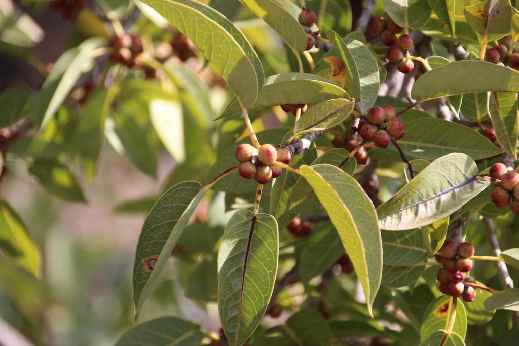Namaqua Fig (Ficus cordata) - Botanical Realm