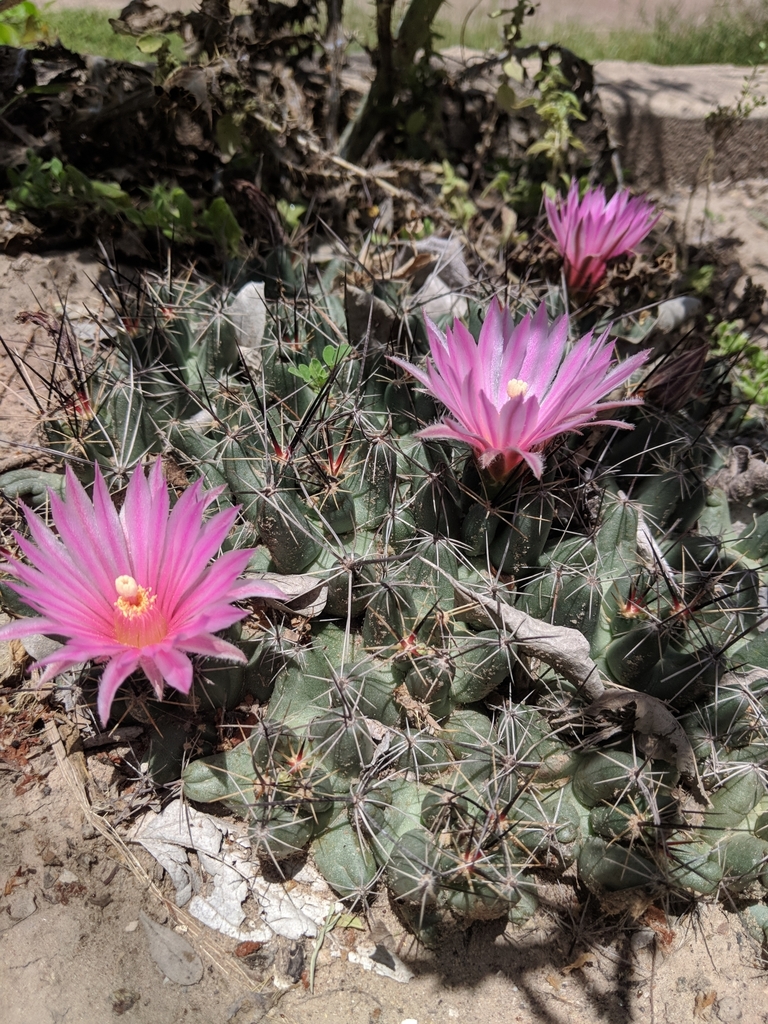 Coryphantha (Cactaceae (Cactus) of the Pacific Northwest) · iNaturalist