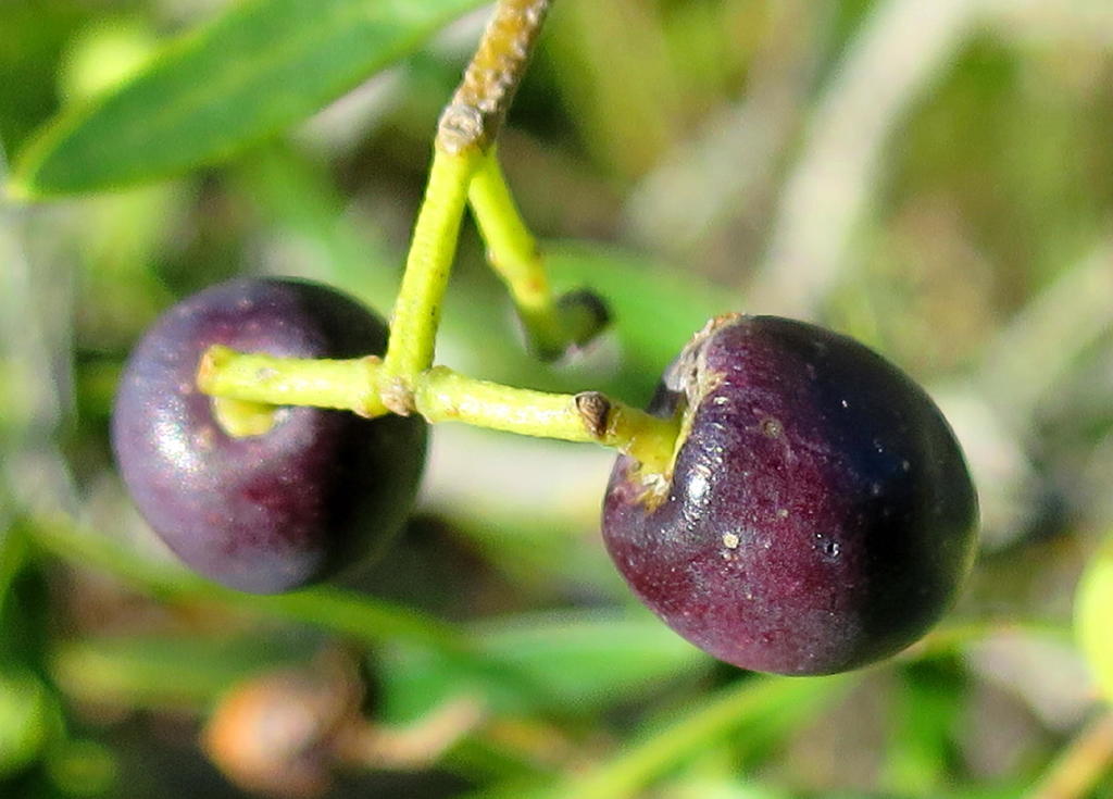Dune olive (Olea exasperata) - Botanical Realm