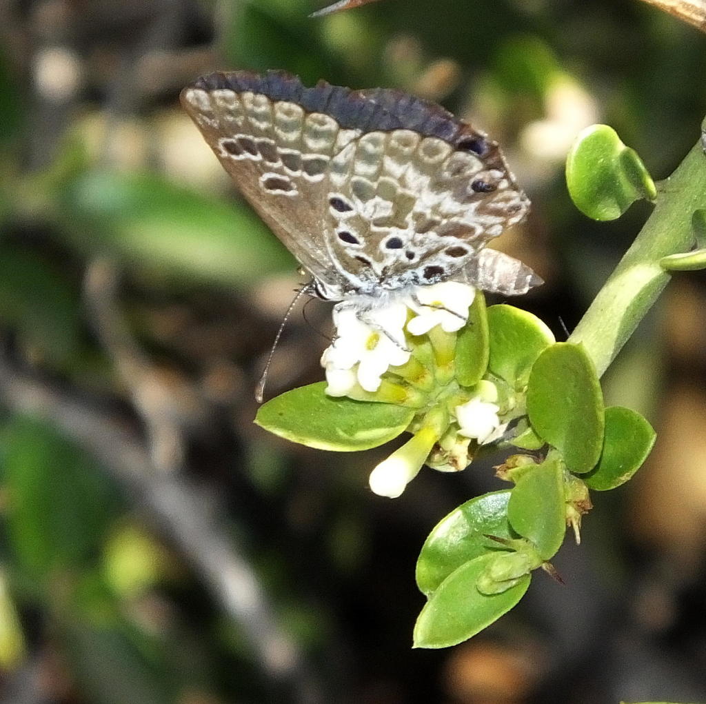 Giant Cupids from Rooiberg Pass on December 13, 2014 by Colin Ralston ...