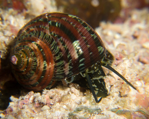 Tapestry Turban Snail from Fam, ID on July 6, 2012 by David R · iNaturalist