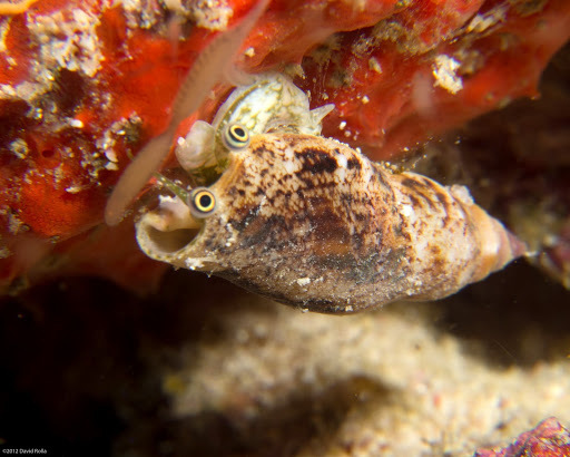 Terebellum Conch (ReefBlitz Common Mollusc Species) · iNaturalist