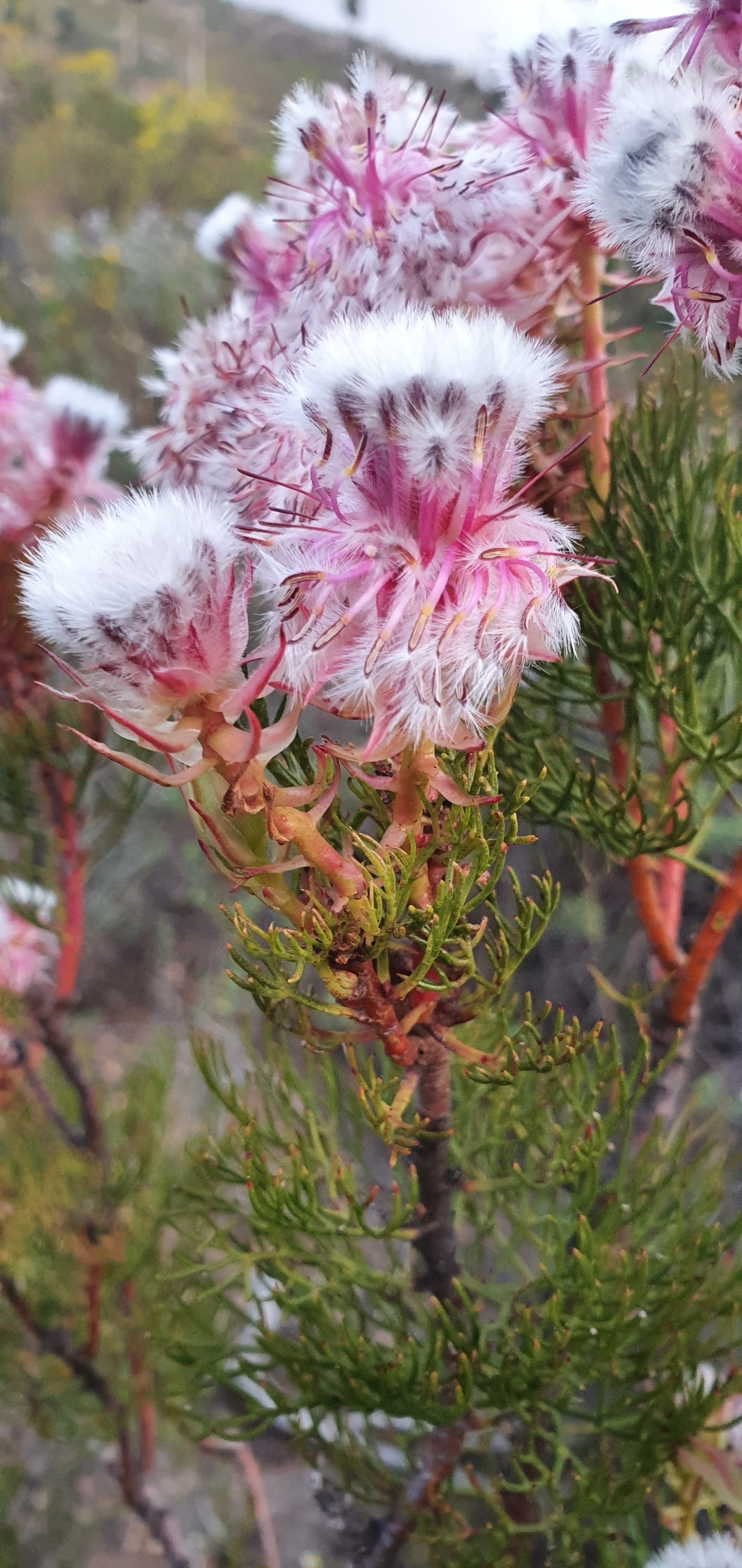 Serruria rosea Phillips