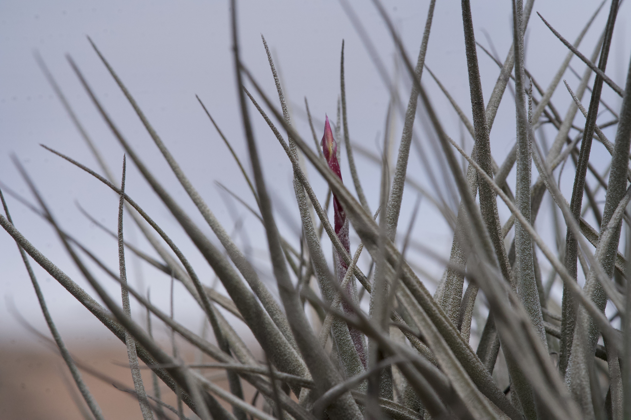 Tillandsia marconae W.Till & Vitek