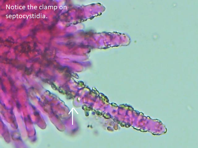 Hyphoderma setigerum (Fr.) Donk