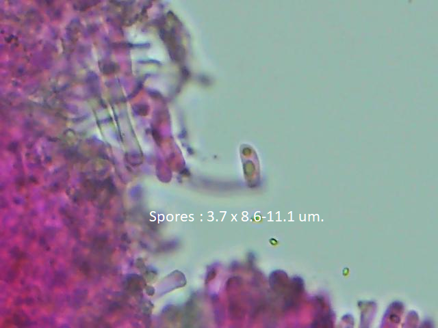 Hyphoderma setigerum (Fr.) Donk