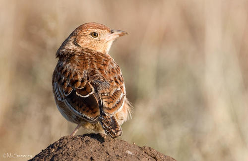 Eastern Clapper Lark (dark race) (Subspecies Corypha fasciolata ...