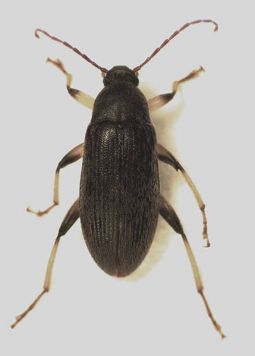 Homotrysis macleayi · iNaturalist