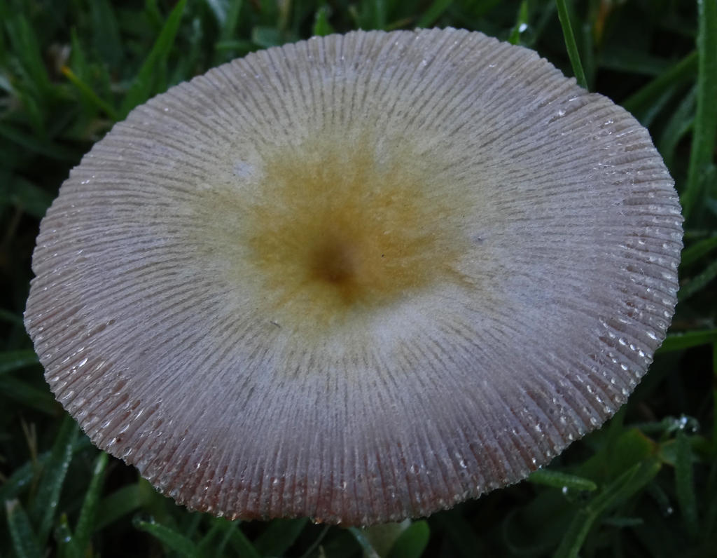 Bolbitius titubans titubans from Sedgefield on May 02, 2015 by ...