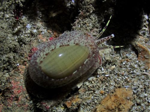 Cryptospira strigata · iNaturalist