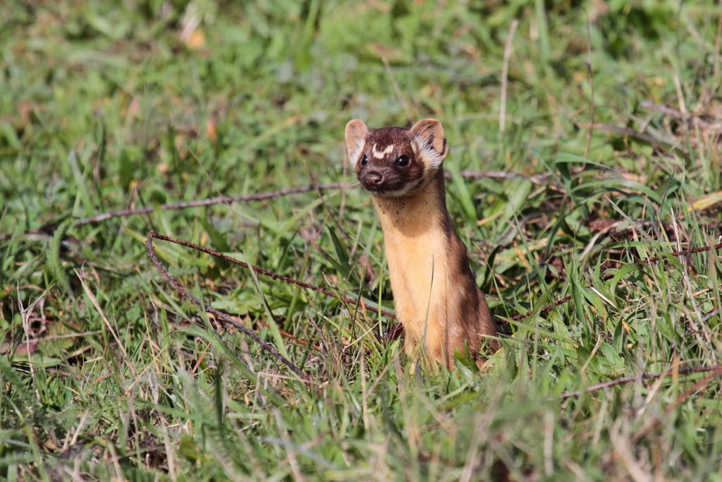 Long-tailed Weasel from Tomales Point Trail, Point Reyes National ...