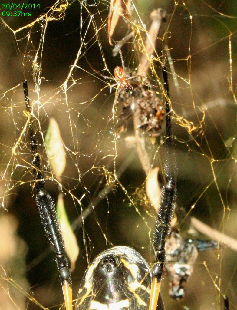 Banded-legged Golden Orb-web Spider from Gaborone North, home: thatched ...