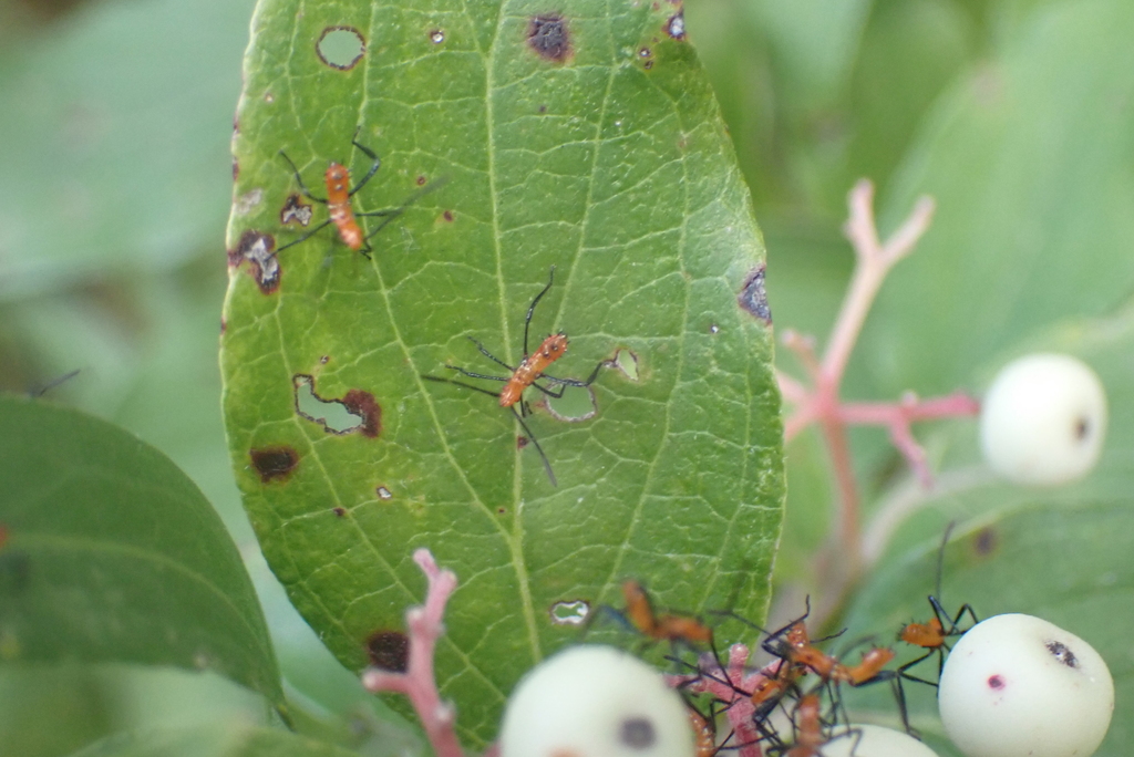 Leaf-footed Bugs from Denton, TX, USA on September 5, 2021 at 05:45 PM ...