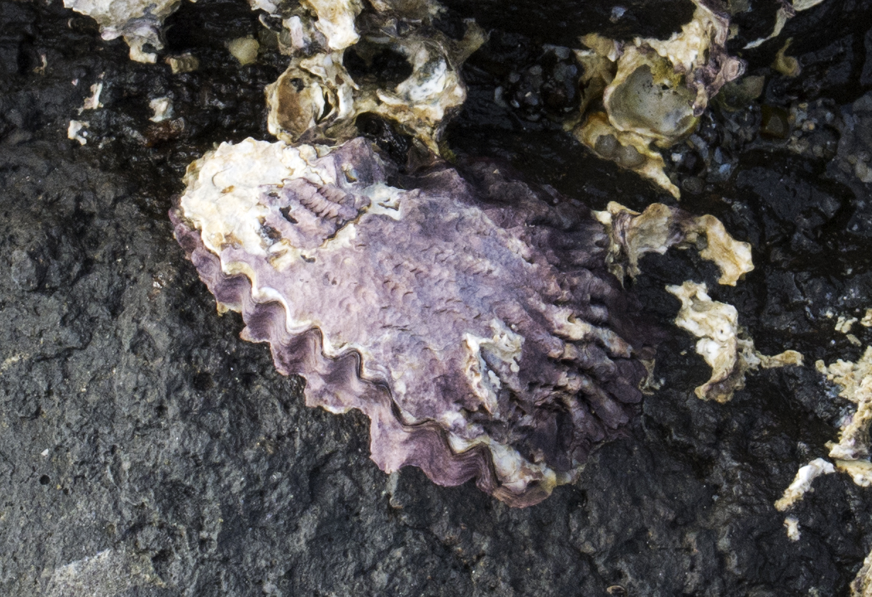 Saccostrea scyphophilla (Peron & Lesueur, 1807)