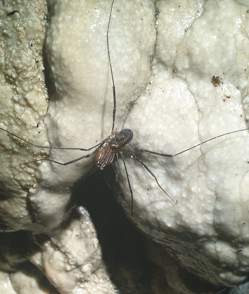 Forsteropsalis from Āpiti, New Zealand on September 11, 2021 at 08:52 ...
