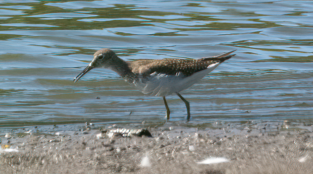 Solitary Sandpiper from Goleta, CA, USA on September 11, 2021 at 09:49 ...