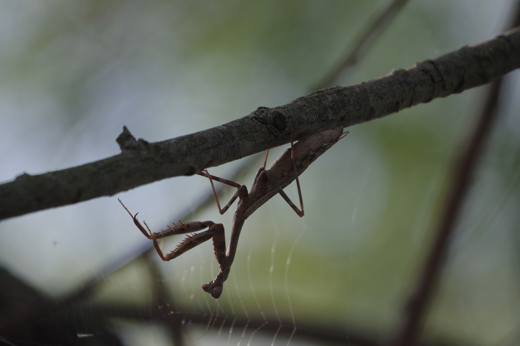 Carolina Mantis from Denton County, TX, USA on September 06, 2021 at 09 ...