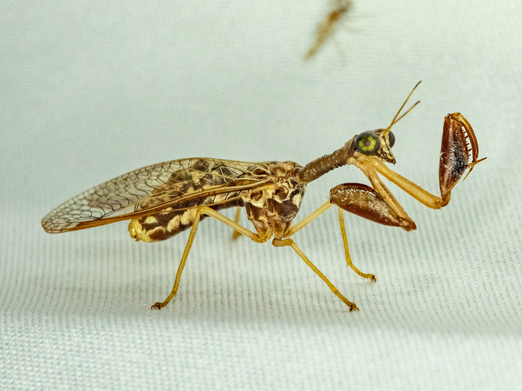 Say's Mantidfly from LLELA - Lewisville Lake Environmental Learning ...