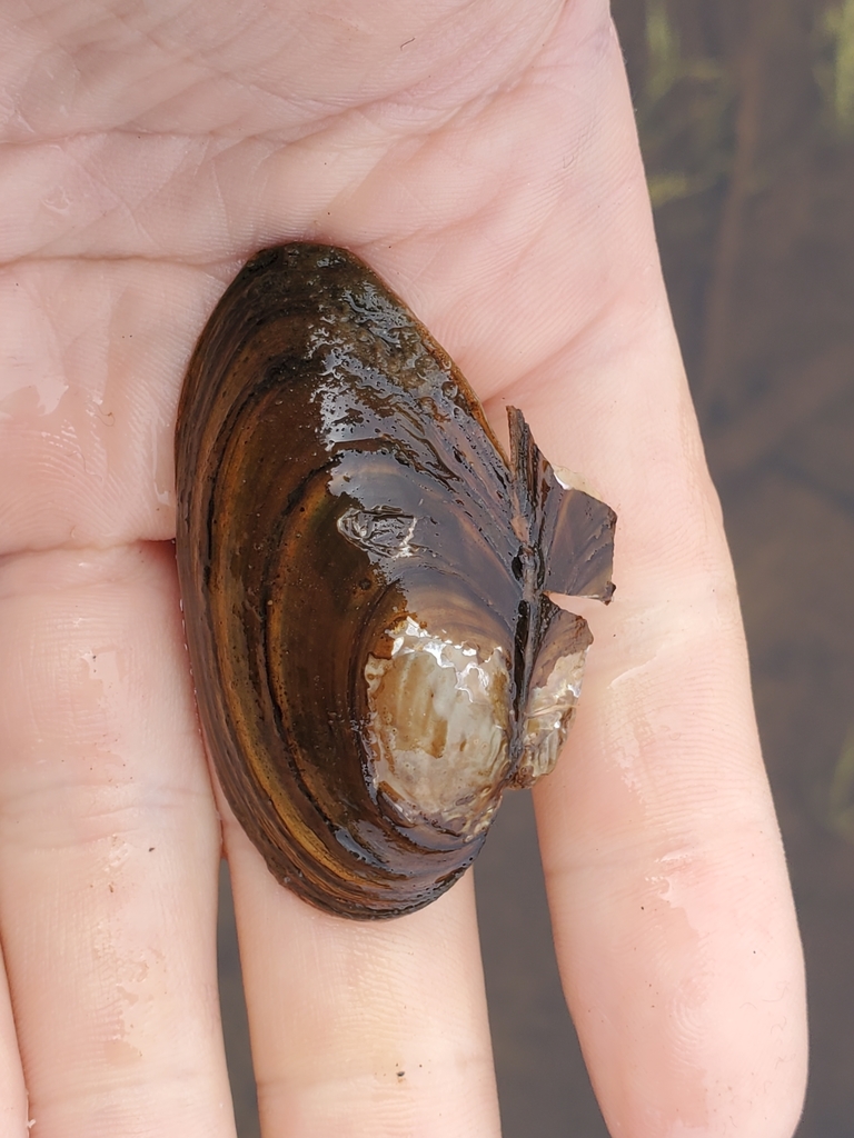 Lake Floater from Chapais, QC G0W 1H0, Canada on September 06, 2021 at ...